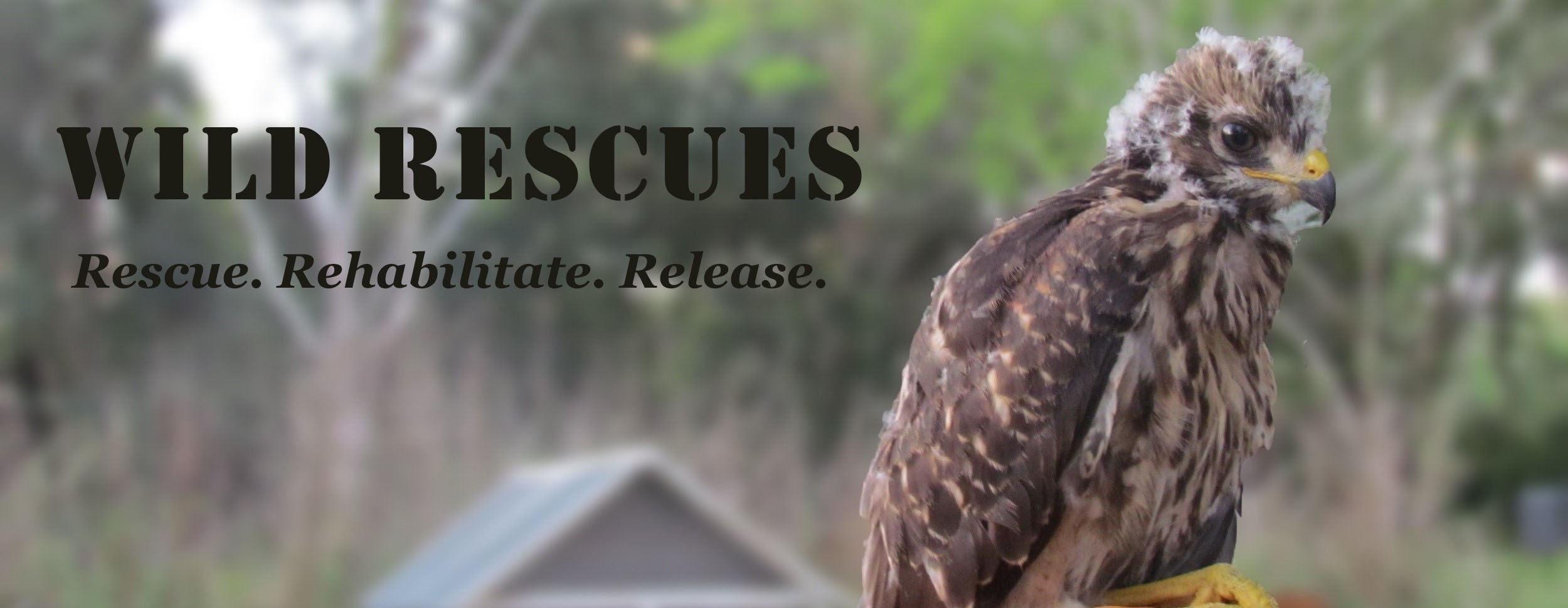 Wild Rescue: Partnership
